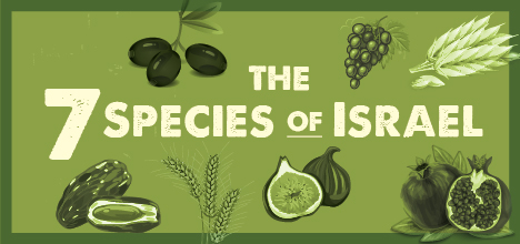 7 Species of Israel – Education